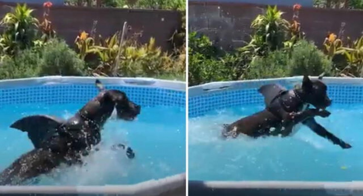 YouTube viral: Perro aprendió a contestar el teléfono de sus dueños y ...