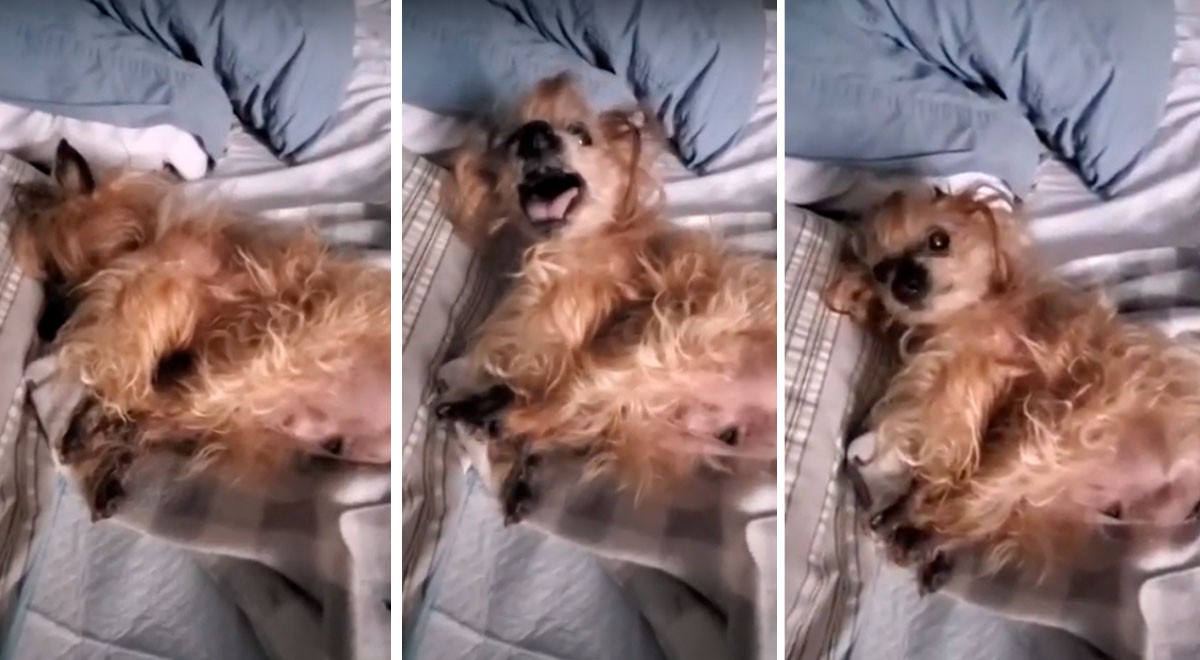 TikTok Viral: Perro es furor en redes sociales con la divertida forma ...